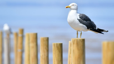 Universal Script рџ њ Ghosthub Script вђ Roblox Scripts Scriptblox