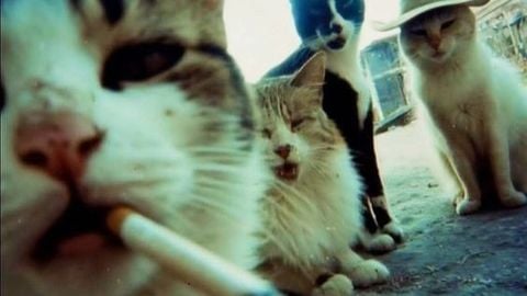 Universal Script 📌 | AUTO MOREIRA METHOD SCRIPT — Roblox Scripts | ScriptBlox