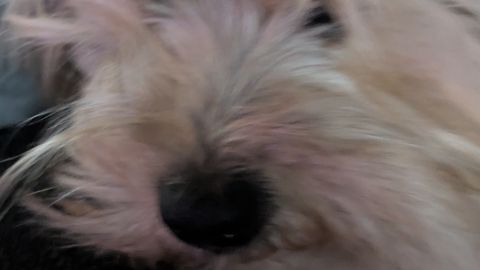 Universal Script 📌 | Delta — Roblox Scripts | ScriptBlox