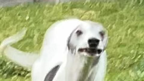 Universal Script 📌 | Shiftlock — Roblox Scripts | ScriptBlox