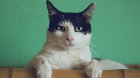 Universal Script 📌 | S1UR ROULETTE — Roblox Scripts | ScriptBlox