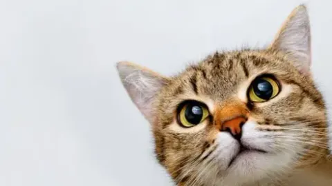 Universal Script 📌 | S1UR ROULETTE — Roblox Scripts | ScriptBlox