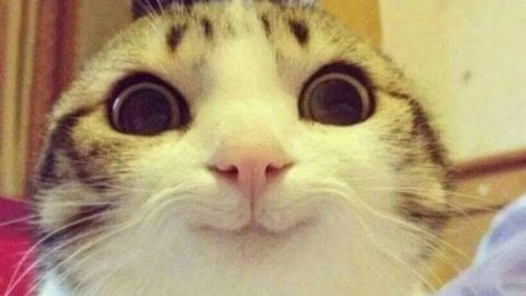 Survive 100 Days in a Nuclear Shelter | Item Graber — Roblox Scripts ...