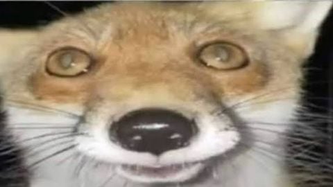 Operations: Siege | ESP for ROS — Roblox Scripts | ScriptBlox