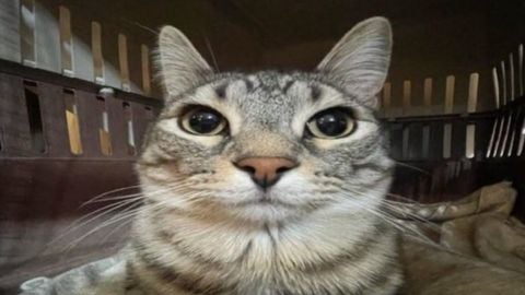 Universal Script 📌 | Bluudud Forsaken NOT MADE BY MYSTERYHAKER — Roblox Scripts | ScriptBlox