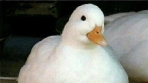 Universal Script 📌 | Guest 666 spawner — Roblox Scripts | ScriptBlox