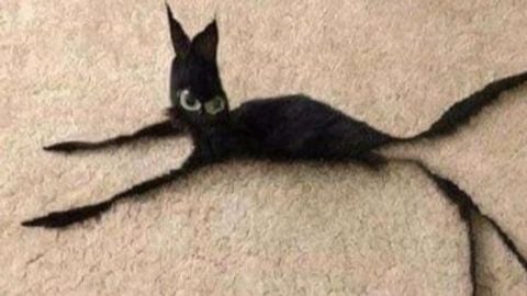 Universal Script 📌 | FE TOOL CONTROL V2 — Roblox Scripts | ScriptBlox