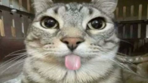 Universal Script 📌 | RC7 Executor Remake — Roblox Scripts | ScriptBlox