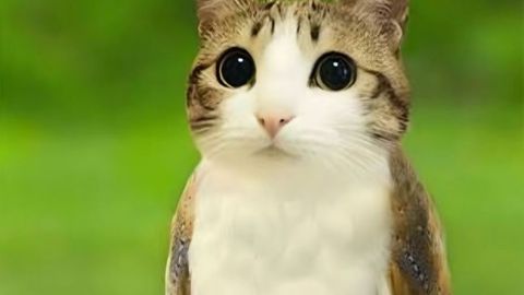 Climb and Jump Tower [💸World19-Opera House] | Xenith ( 15+ Features Op ...