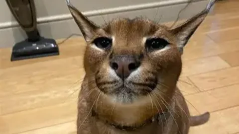 Universal Script 📌 | Melhor Anti Cooldown — Roblox Scripts | ScriptBlox