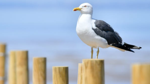 u/_pizza_ | ScriptBlox