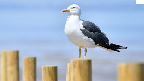 Universal Script 📌 | Bubble Gum Simulator INFINITY — Roblox Scripts | ScriptBlox