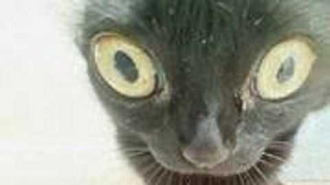 Universal Script 📌 | Model Inserter — Roblox Scripts | ScriptBlox