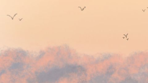 Universal Script 📌 | KULTHX EDITOR GUI — Roblox Scripts | ScriptBlox