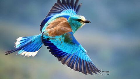 Blox Fruits | Zen Hub — Roblox Scripts | ScriptBlox