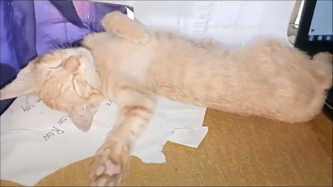 Universal Script 📌 | Anti kick ban and afk — Roblox Scripts | ScriptBlox