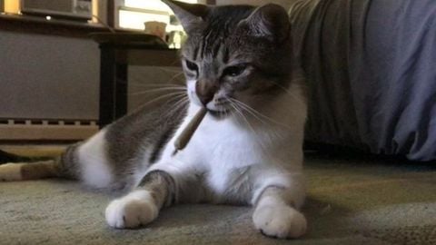 ( ️UPDATE ️) Tha Bronx 3🐍 | BlindHub keyless — Roblox Scripts | ScriptBlox