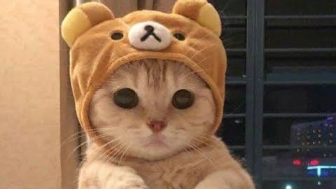 Universal Script 📌 | HTTP Spy v2 Tool — Roblox Scripts | ScriptBlox