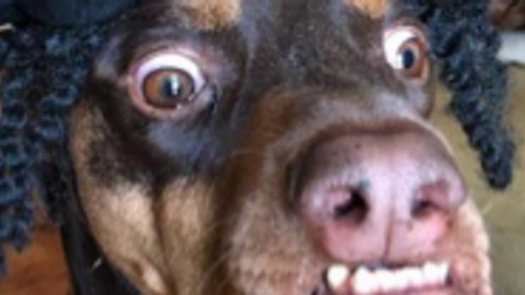 Universal Script 📌 | Simple auto parry open src — Roblox Scripts | ScriptBlox