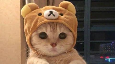 Universal Script 📌 | BEST NEW UNIVERSAL SCRIPT AUTOFARM AND AUTO ...