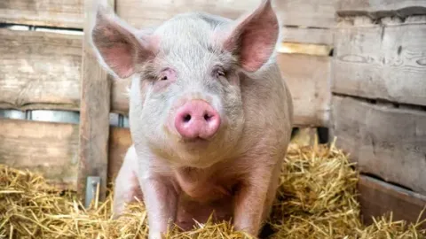 Universal Script 📌 | 555haxzkidd s PRIVATE GUI LEAKED BY 1X9X8X7X6XC ...