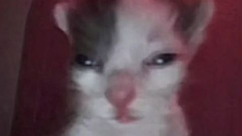 Universal Script 📌 | Universal Client Anti Kick (Open source) — Roblox Scripts | ScriptBlox