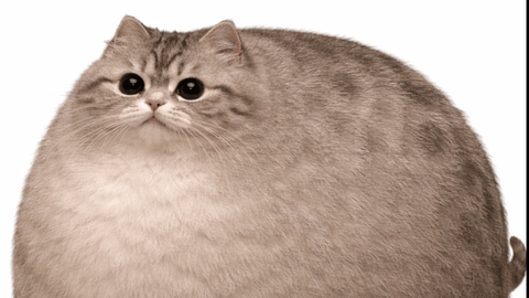 Universal Script 📌 | Speed hub x — Roblox Scripts | ScriptBlox