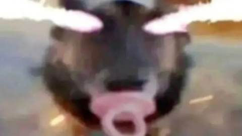 Universal Script 📌 | SystemBroken New 2026 — Roblox Scripts | ScriptBlox