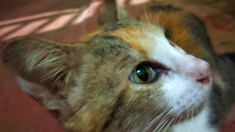 Universal Script 📌 | Click TP Script — Roblox Scripts | ScriptBlox