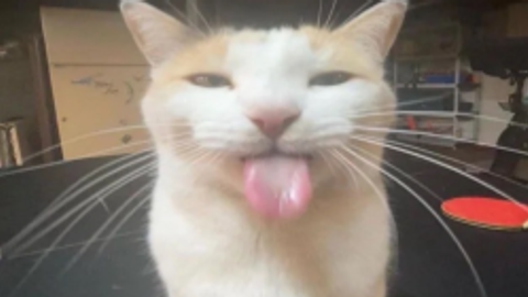 Universal Script 📌 | Clone Avatar | KuramaMods — Roblox Scripts ...