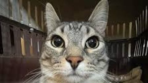 [ Content Deleted ] | Krystal Dance — Roblox Scripts | ScriptBlox