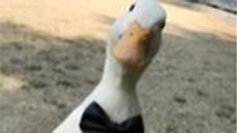 Free Admin | Mario exe script that only works in 1 game — Roblox Scripts | ScriptBlox