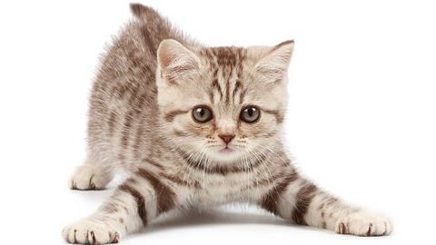 Free Admin | Fire Mario exe Remote — Roblox Scripts | ScriptBlox