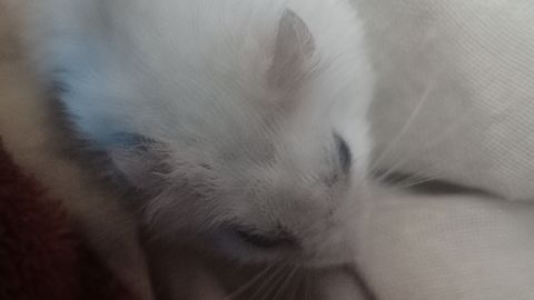 Tom | BYPASS ANTI CHEAT MOD update v2 — Roblox Scripts | ScriptBlox