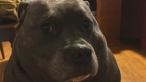 Universal Script 📌 | UniversalSynSaveInstance Decompiler GUI — Roblox Scripts | ScriptBlox