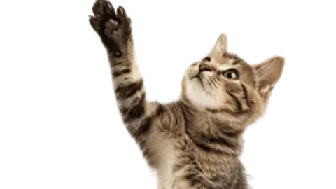 Universal Script 📌 | Silent HD Admin CMDBAR — Roblox Scripts | ScriptBlox