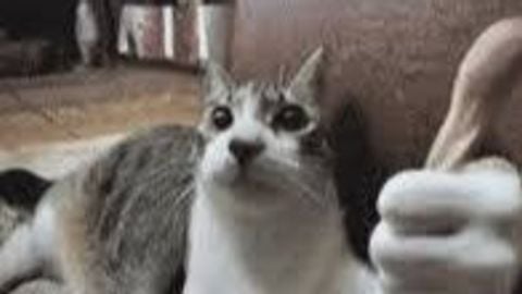 [🐦 EA] Heroes Battlegrounds | Animation script — Roblox Scripts ...