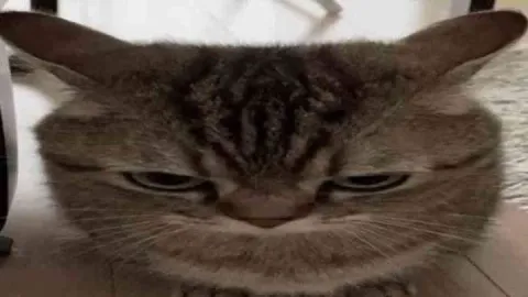 [UPD!] Blade Ball | Opensource autoparry v2 — Roblox Scripts | ScriptBlox