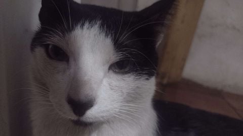 [MP5] Prison Life | Aimbot, ESP Fixed (V1.2) — Roblox Scripts | ScriptBlox