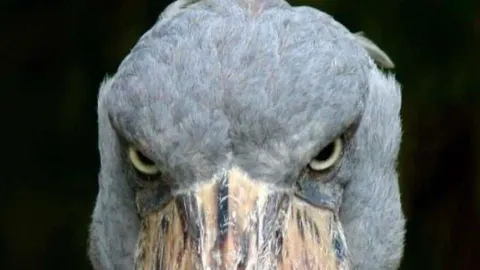 Universal Script 📌 | Sleep Hub — Roblox Scripts | ScriptBlox