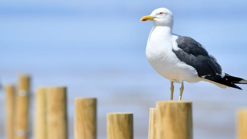 7 DAYS TO LIVE | Esp deer and scps — Roblox Scripts | ScriptBlox