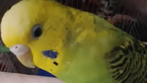 Public Bathroom Simulator | Budgie Hub — Roblox Scripts | ScriptBlox