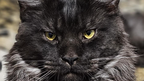 Universal Script 📌 | Chatgpt Circle Spawner — Roblox Scripts | ScriptBlox