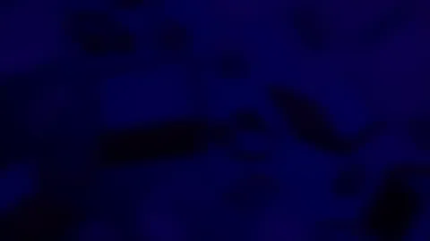 Universal Script 📌 | FE Krystal Dance — Roblox Scripts | ScriptBlox