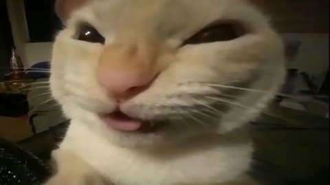 Arsenal | Autofarm AR — Roblox Scripts | ScriptBlox