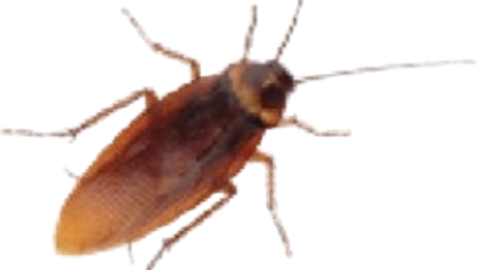 Universal Script 📌 | Reach Universal Script — Roblox Scripts | ScriptBlox