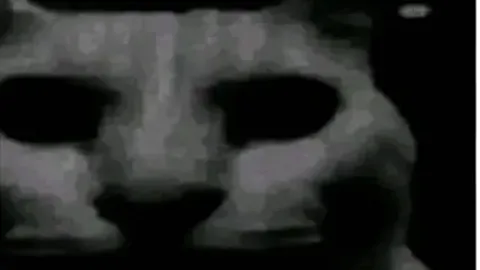 BEAR (Alpha) | Zephyr ALPHA — Roblox Scripts | ScriptBlox