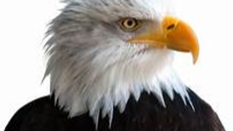 Universal Script 📌 | KngHub UPD — Roblox Scripts | ScriptBlox