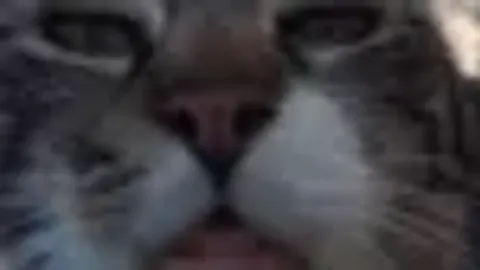 Universal Script 📌 | Telekinesis — Roblox Scripts | ScriptBlox