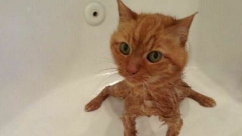 Break In (Story) | Break In free all gamepass — Roblox Scripts | ScriptBlox